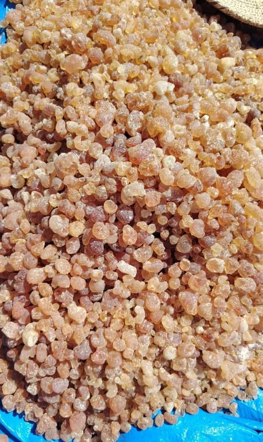 Buy Gum Arabic From Chad (talha Variety) from ABOUZENABA AGRO ...
