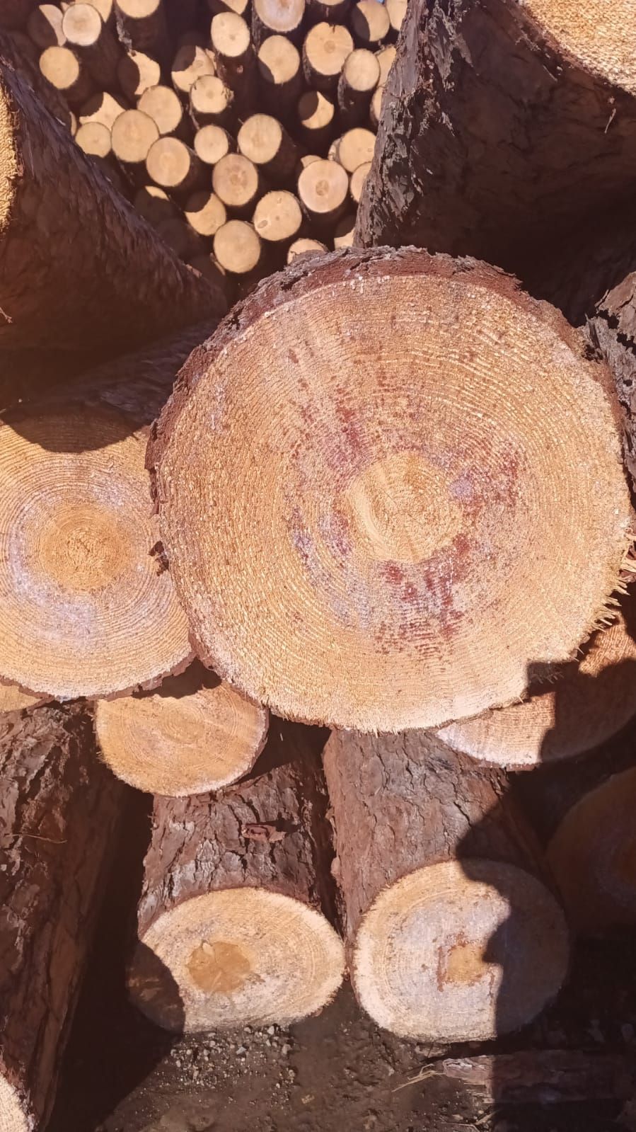 Buy Logs And Lumber from SMB TRADING LLC, USA | Tradewheel.com