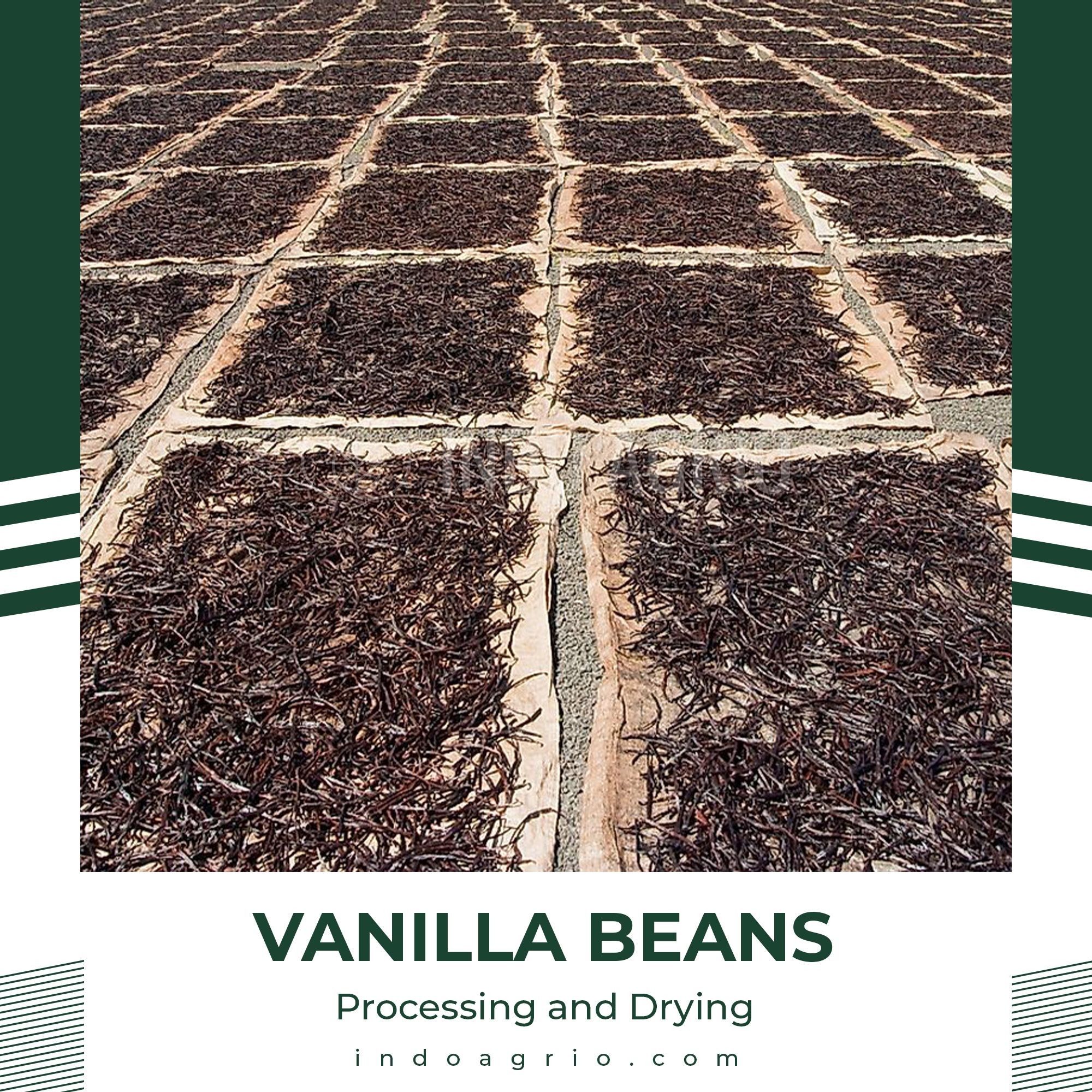 Buy Vanilla Beans - Vanilla Planifolia Indonesian Best Vanilla Pods ...