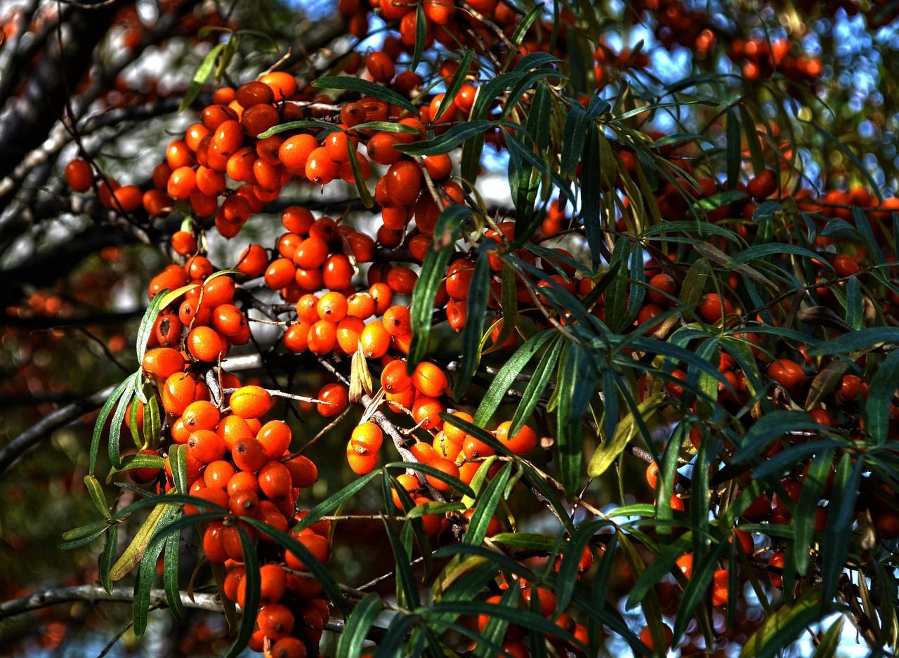 Buy Sea Buckthorn – Nature’s Nutrient Powerhouse From The Himalayas ...
