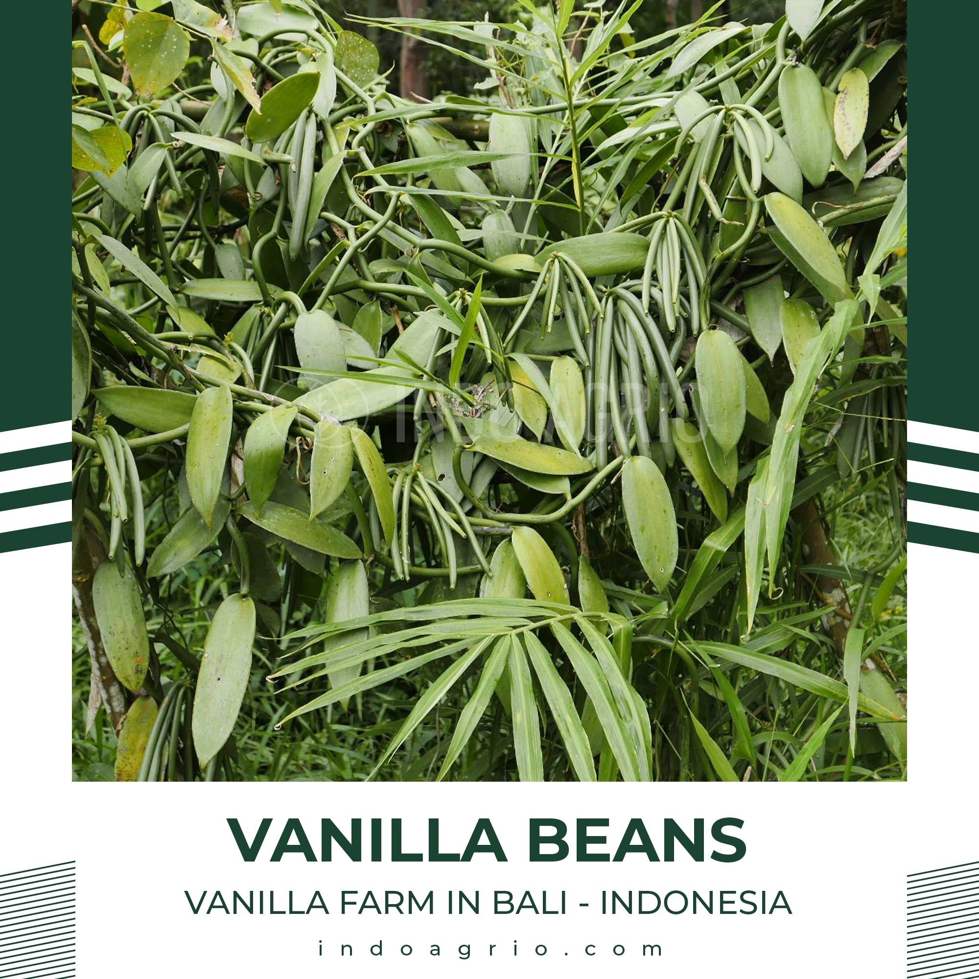 Buy Vanilla Beans - Vanilla Planifolia Indonesian Best Vanilla Pods ...