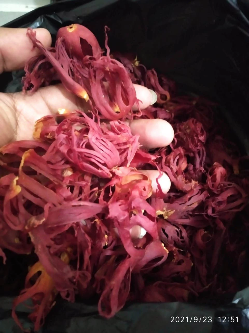 Buy Mace from Javalet Spices Indonesia, Indonesia | Tradewheel.com