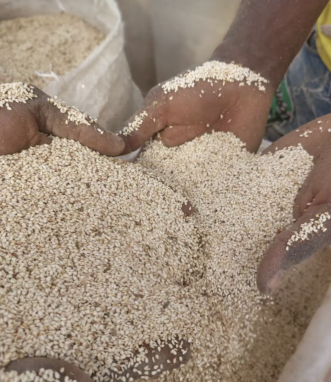 Buy Sesame Seeds from Mark Clare International Limited, Nigeria ...