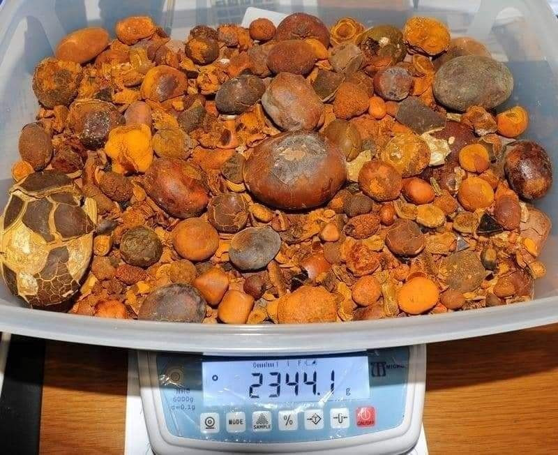 Buy 100% Natural Ox Gallstones/cattle Gallstones/ Cow Gallstones from ...