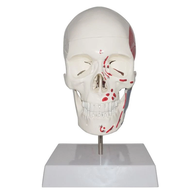 Buy 3 Parts Pvc Human Painted Skull Model from ryan, China | Tradewheel.com