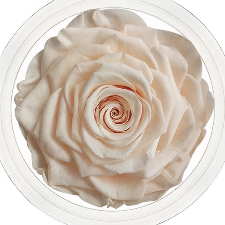 Buy Big Size Preserved Rose Flower Real Touch Giant Preserved Fresh ...