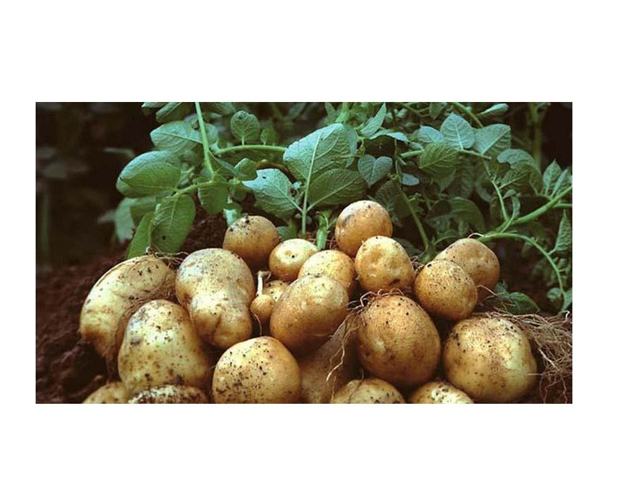 Buy New Harvest High Quality Potato From Vietnam Farm! Fresh Sweet ...