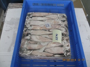 Buy Semi Needle Squid from ANGELPLUS SYNDICATE, India | Tradewheel.com