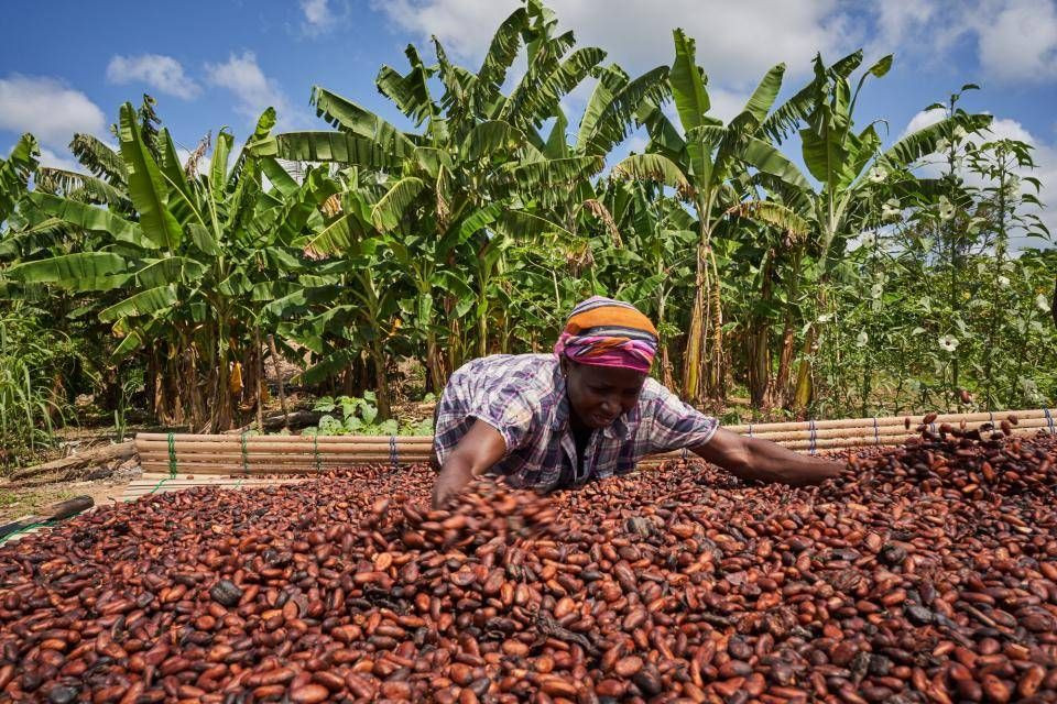 Buy Freshly Dry Cocoa Bean from B. Zamani Marketplace Ltd, Nigeria ...