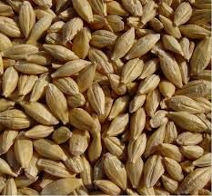 Buy Barlewholesale Bulk Barley Malted Barley Durum Wheat Premium ...