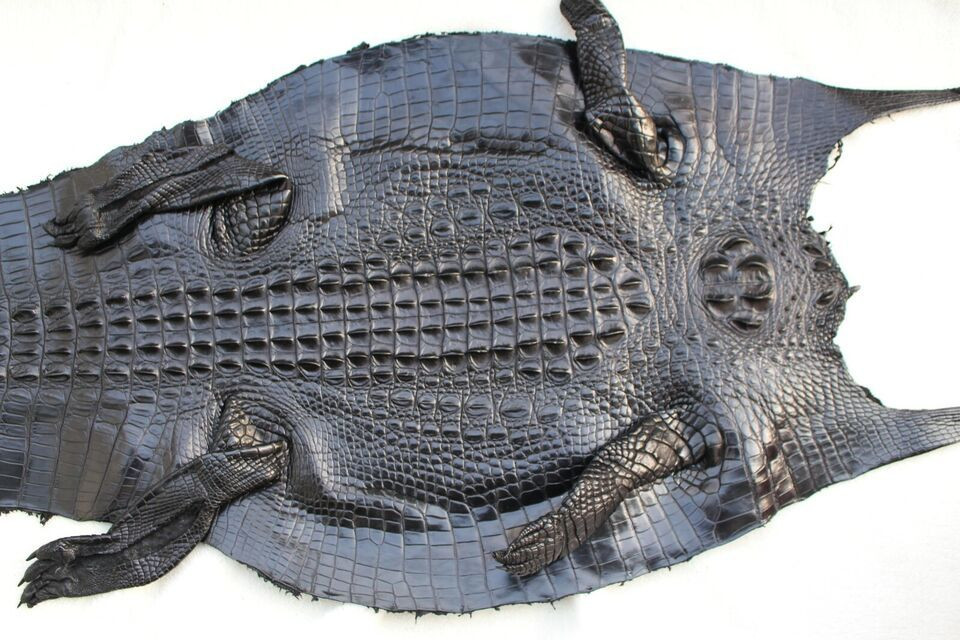 Buy Alligator Skins from GT Groups South Africa, South Africa ...