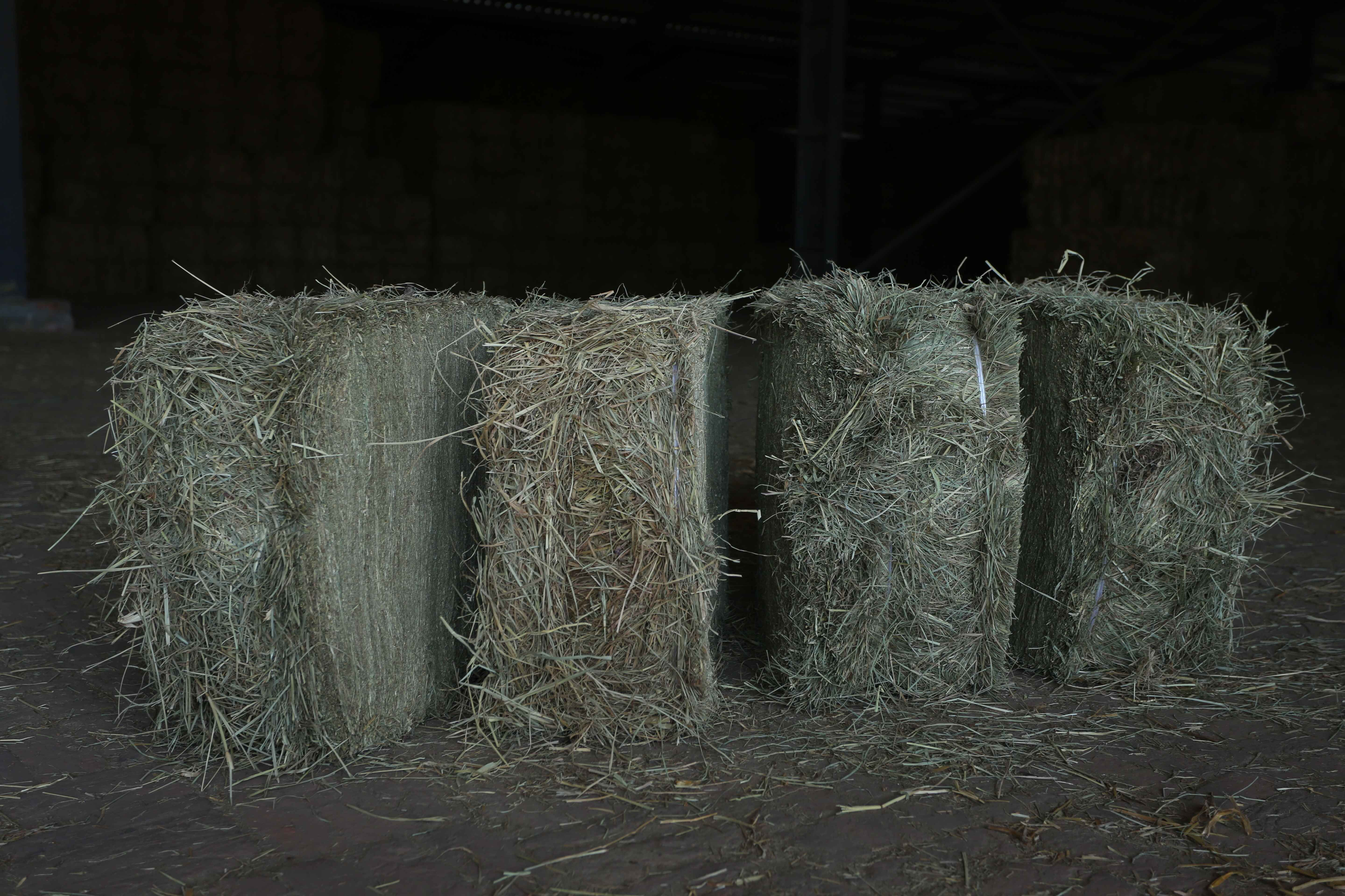 Buy Rhodes Grass Hay For Animal From Pakistan from Saremco Agri ...