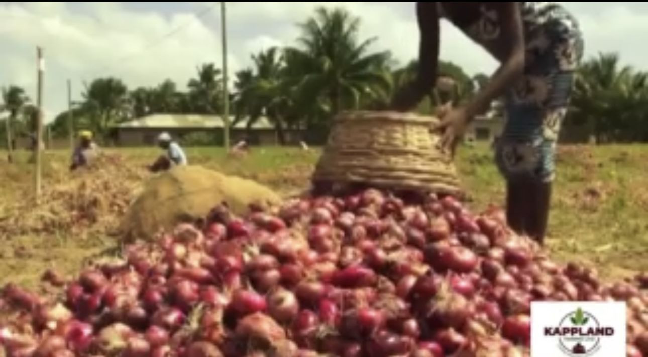 Buy Red/yellow Jumbo Onions from Kappland Farms Ltd, Ghana | Tradewheel.com