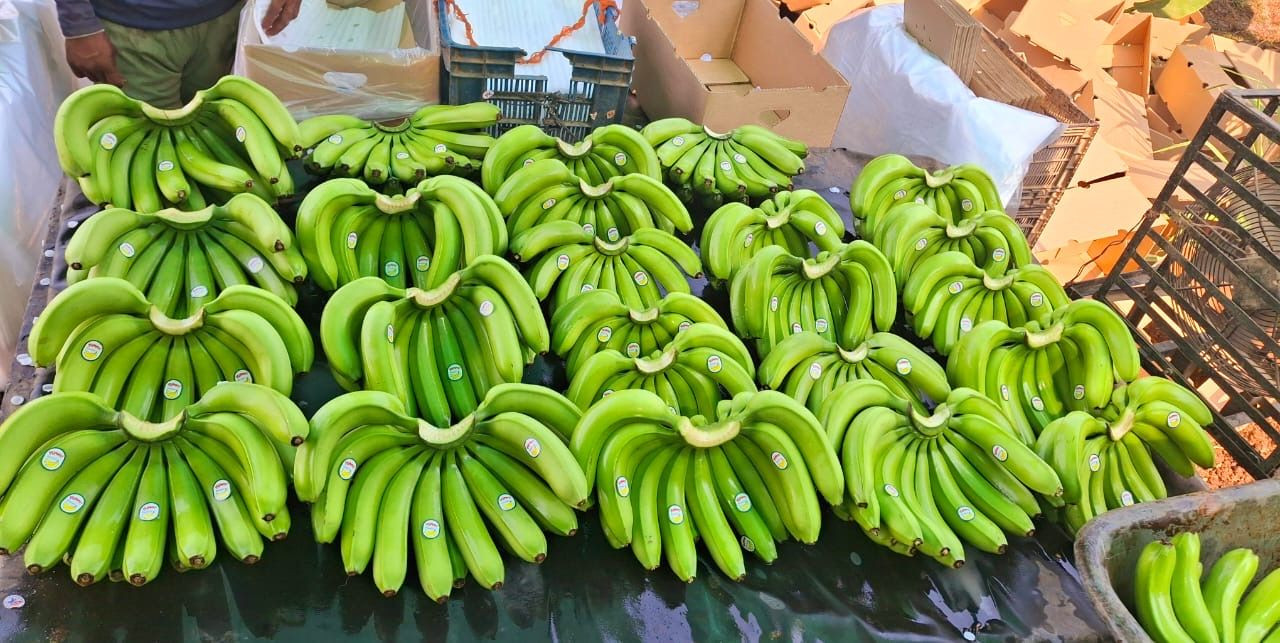 Buy G9 Cavendish Banana from YONAH EXPORTS (OPC) PRIVATE LIMITED, India ...
