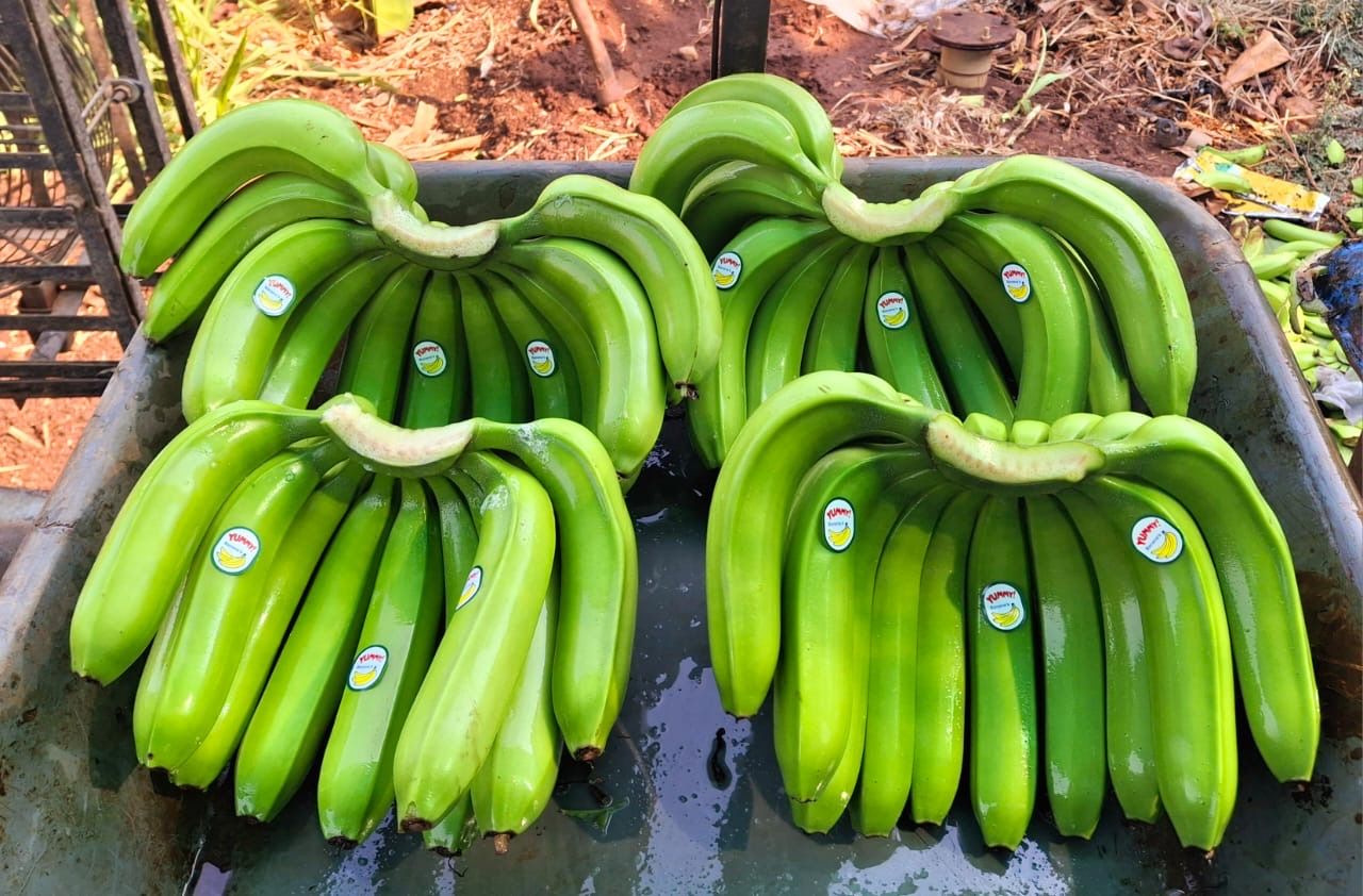 Buy G9 Cavendish Banana from YONAH EXPORTS (OPC) PRIVATE LIMITED, India ...
