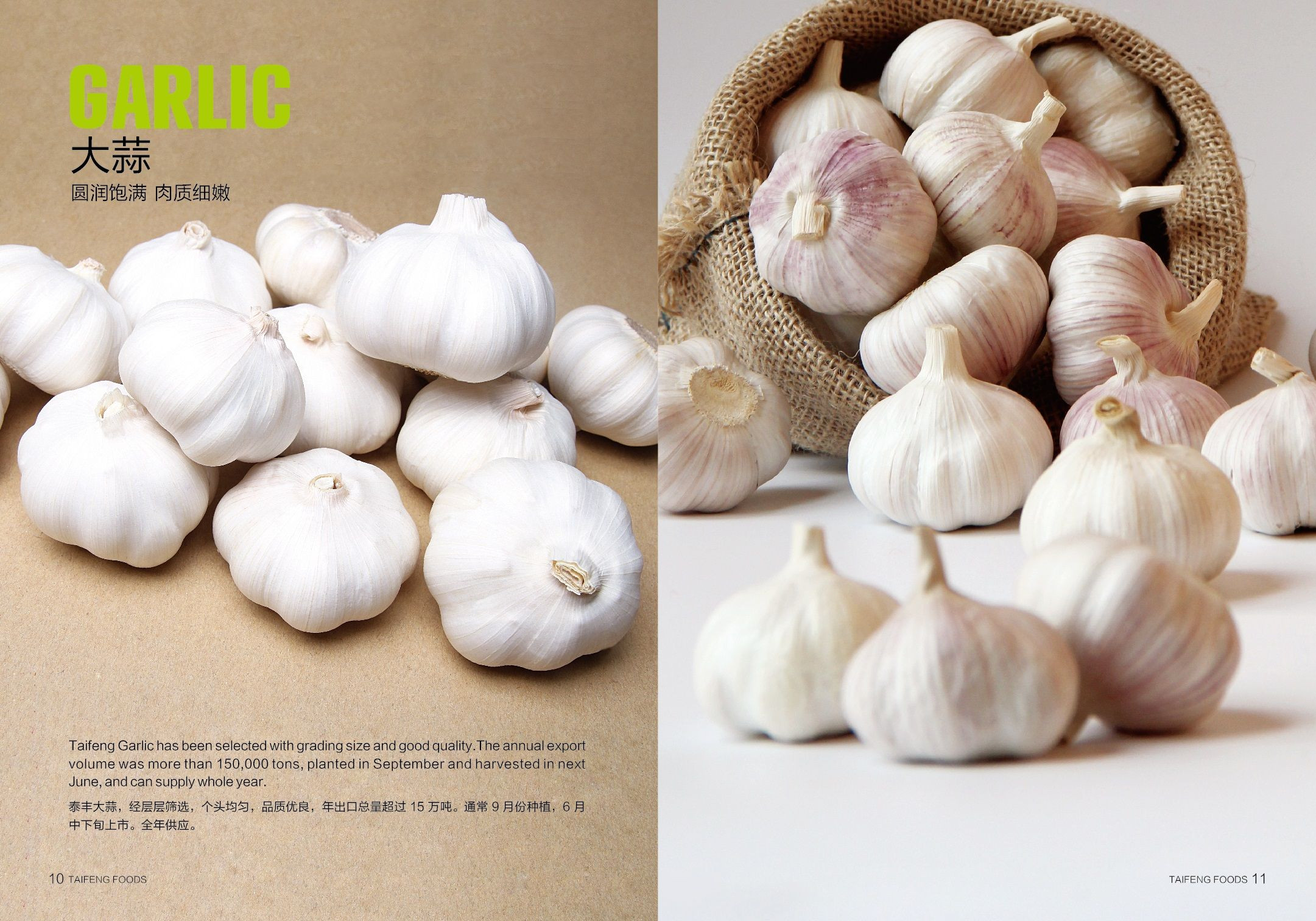 Buy Best Quality Fresh Garlic from Laiwu Taifeng Foods CoLTD, China ...