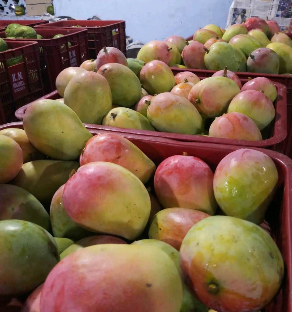 Buy Export Quality Fresh Quality Mangoes From Pakistan/import Fresh ...