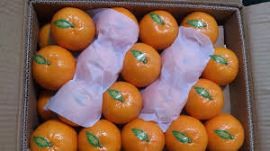 Buy Fresh Kino Mandarins Citrus Fruit , Kinno Kino Mandarin Fresh ...