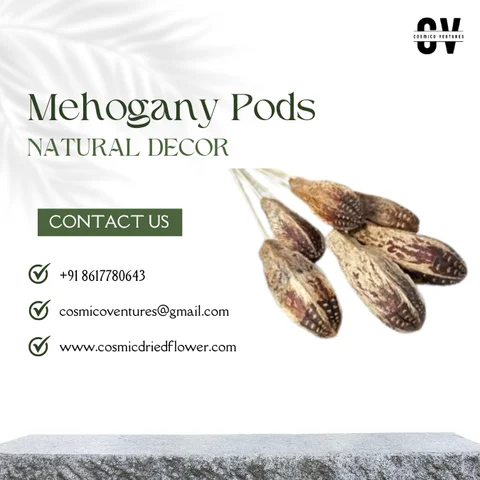 Buy High Quality Artificial Mehogany Pods Dried Natural Carambola Fruit ...