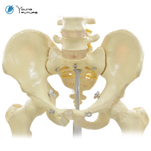 Buy Medical Human Anatomy Skeleton Model Nursing Training Manikin, Cpr ...