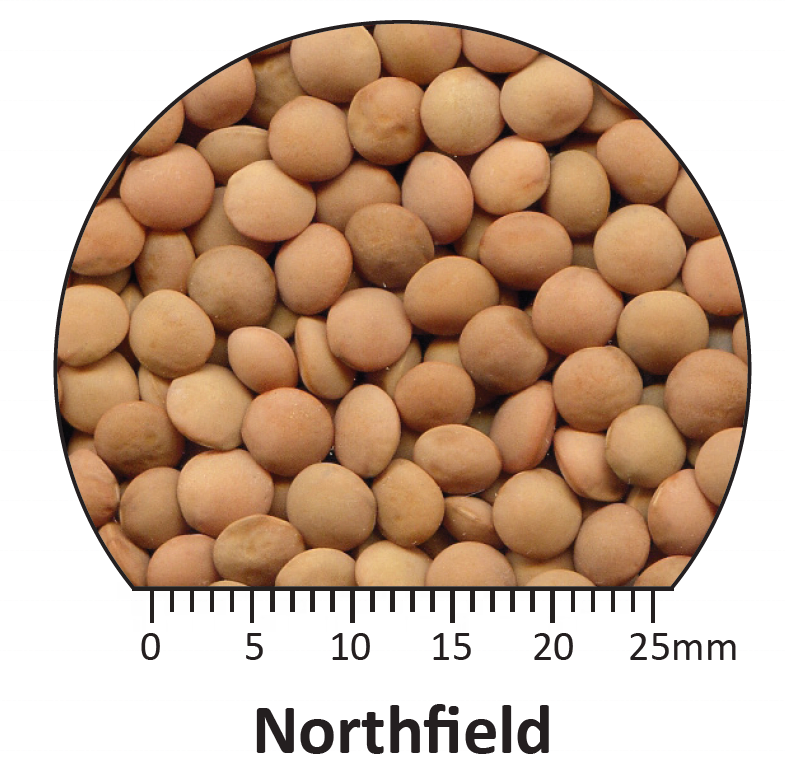 Buy Northfield - Australian Small Red Lentils from Oceanic Multitrading ...