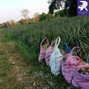Buy Sweet Peeled Pineapple Pulae Thailand Wholesale Price!!! from RALPH ...