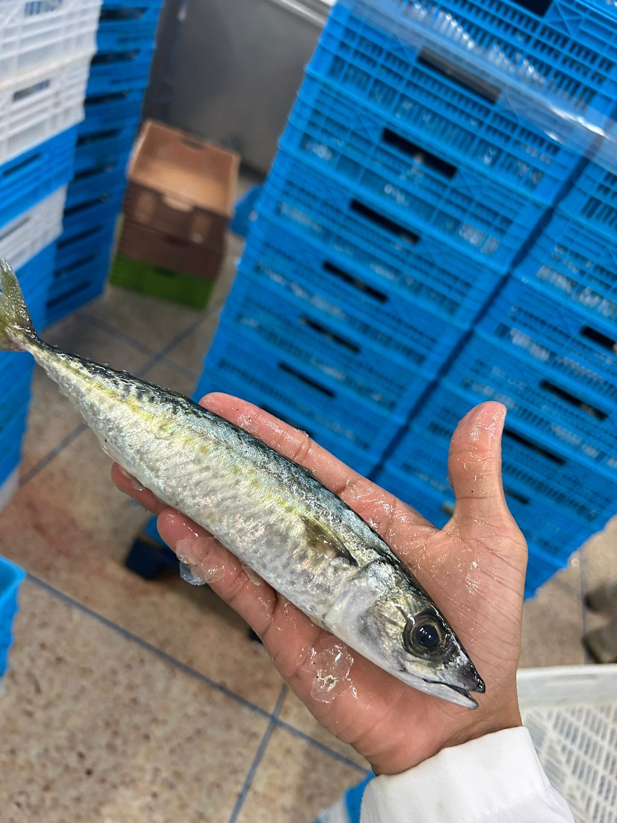 Buy Frozen Mackerel From SOTRAGEL Morocco Tradewheel Buy Frozen Mackerel From SOTRAGEL Morocco Tradewheel