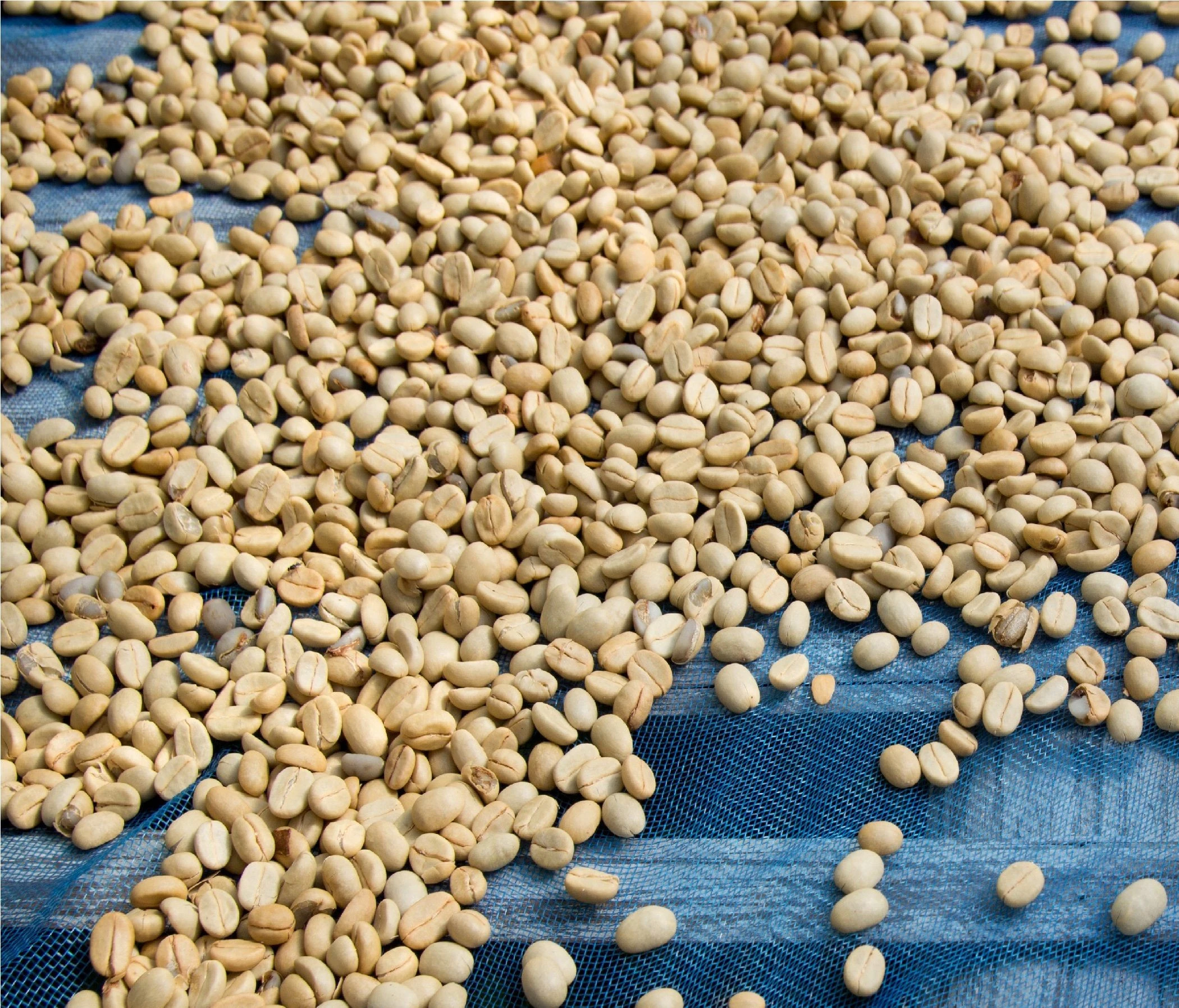 Buy Brazilian Arabica And Robusta Coffee Beans from JP Commodities ...