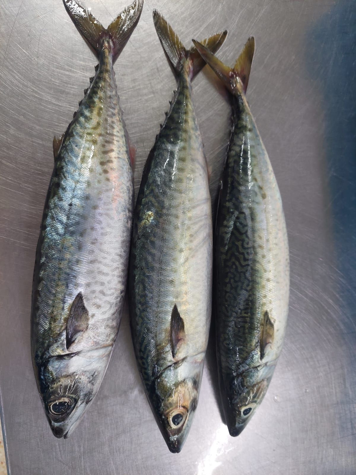 Buy Frozen Mackerel from SOTRAGEL, Morocco | Tradewheel.com