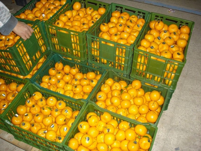 Buy Fresh Mandarin from Green Point for import & export, Egypt ...