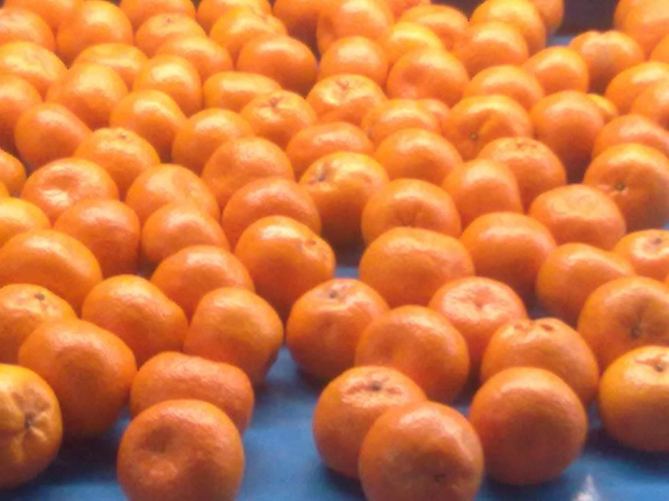 Buy Fresh Mandarin from Green Point for import & export, Egypt ...