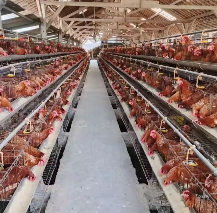 Buy Commercial Poultry Farm Chicken/broiler Chicken from Landove ...
