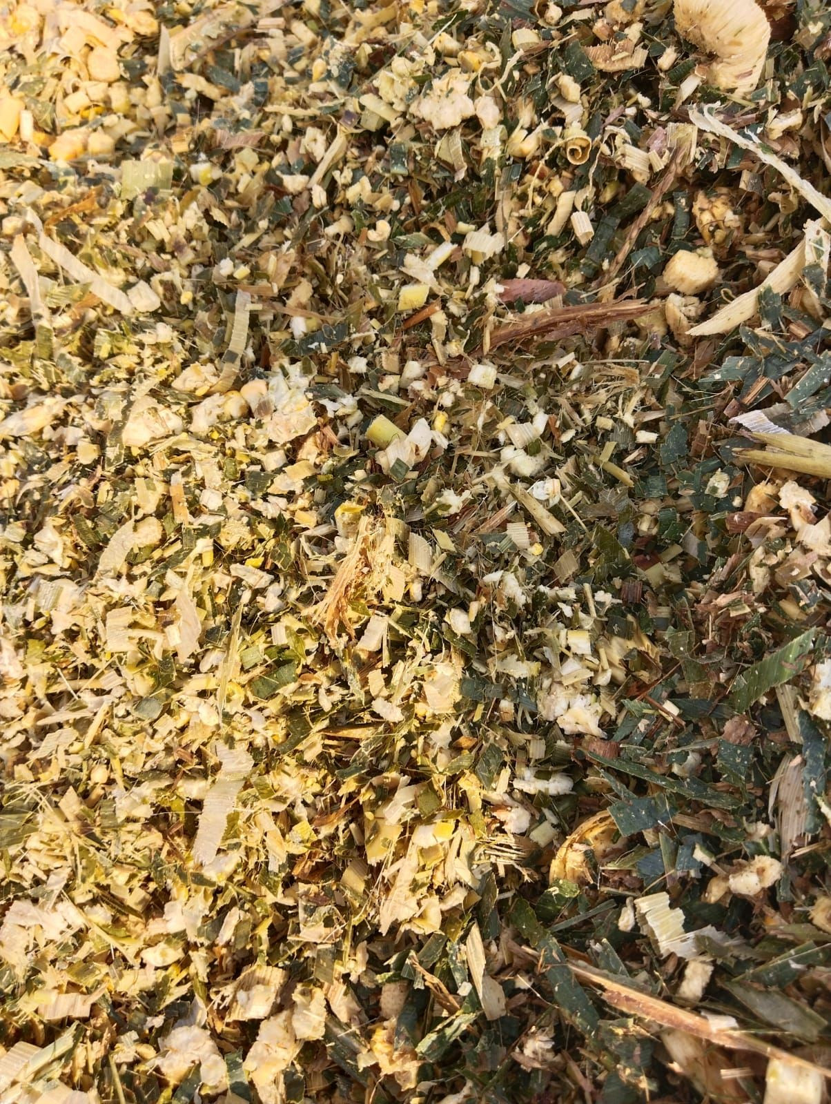 Buy Corn Silage from KMF - Exports & Trade Partners LLP, Pakistan ...