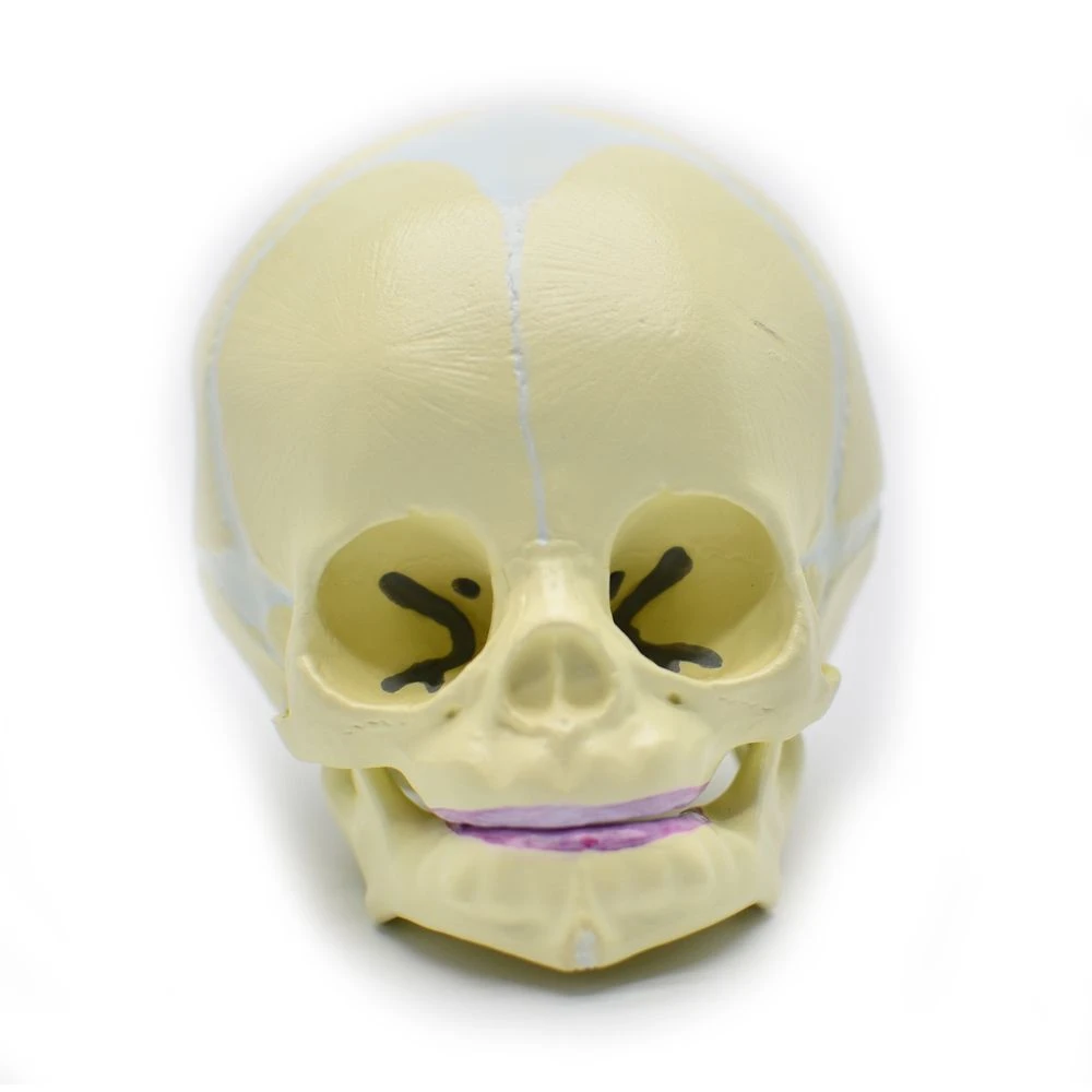 Buy Pvc Fetal Skull Model, Baby Skull Model from ryan, China ...