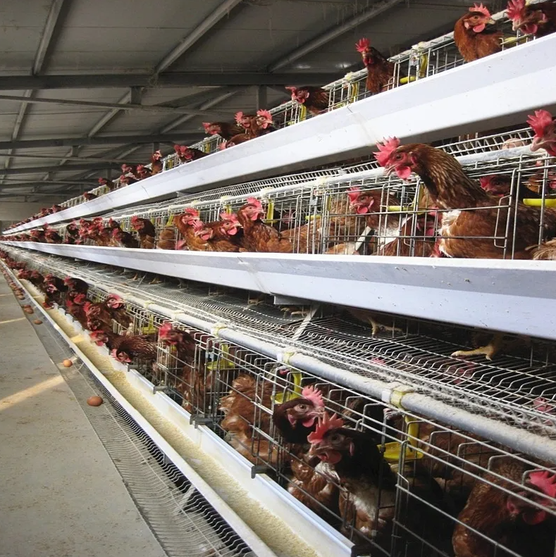 Buy Commercial Poultry Farm Chicken/broiler Chicken from Landove ...