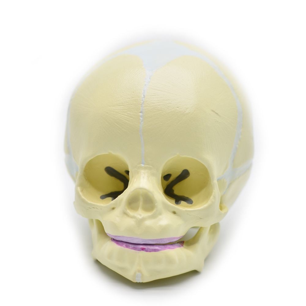 Buy Pvc Fetal Skull Model, Baby Skull Model from ryan, China ...