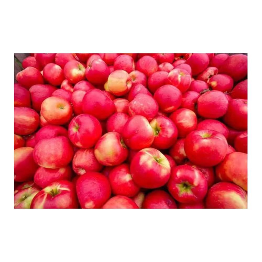 Buy Fresh Apples Fresh Royal Gala Apple from Yiyuan County Everyone ...