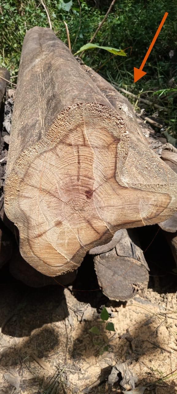 Buy Teak Logs from Phoenix Global International, USA | Tradewheel.com