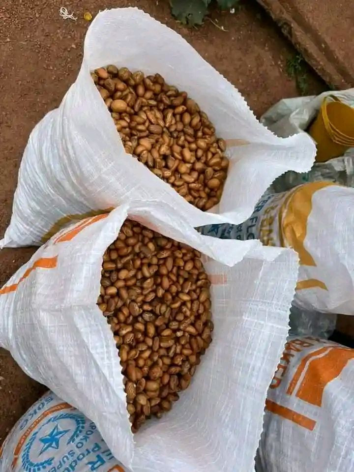 Buy Bitter Coalar Farmer from Leiwali nig ltd, Nigeria | Tradewheel.com
