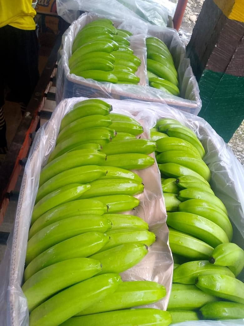 Buy Cavendish Banana from Fernandez Cavendish Banana Farm, Philippines ...