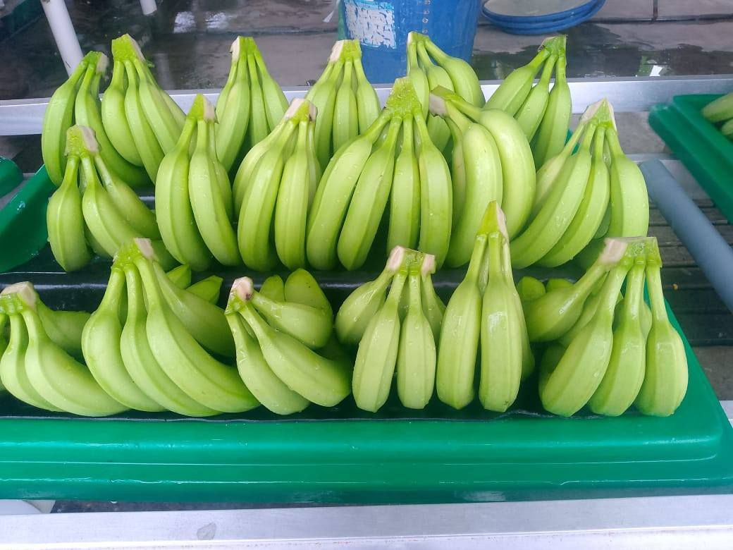 Buy Cavendish Banana from Fernandez Cavendish Banana Farm, Philippines ...