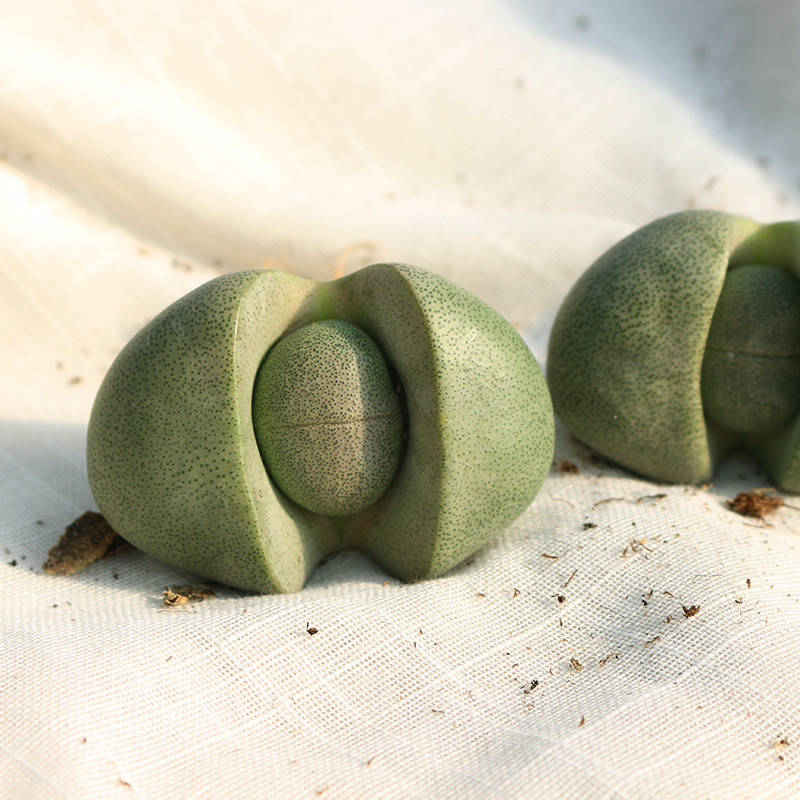 Buy Big Lithops Plants Pleiospilos Nelii Schwantes Home Indoor ...