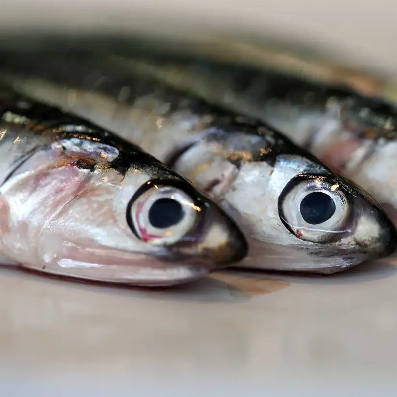 Buy Iqf Anchovy Fish Factory Manufactures Anchovy For Bait from ...