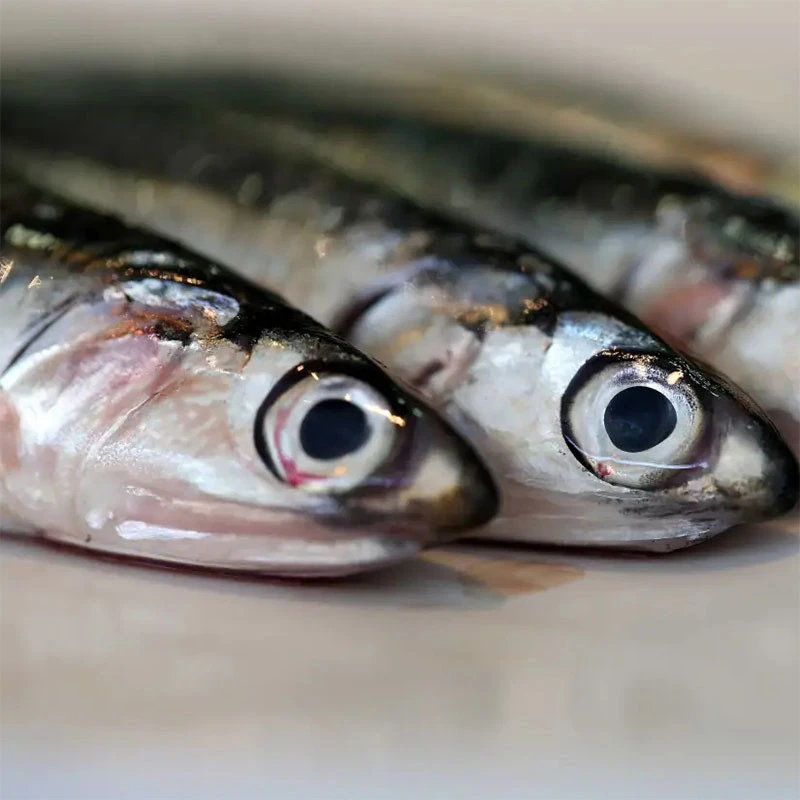 Buy Iqf Anchovy Fish Factory Manufactures Anchovy For Bait from ...