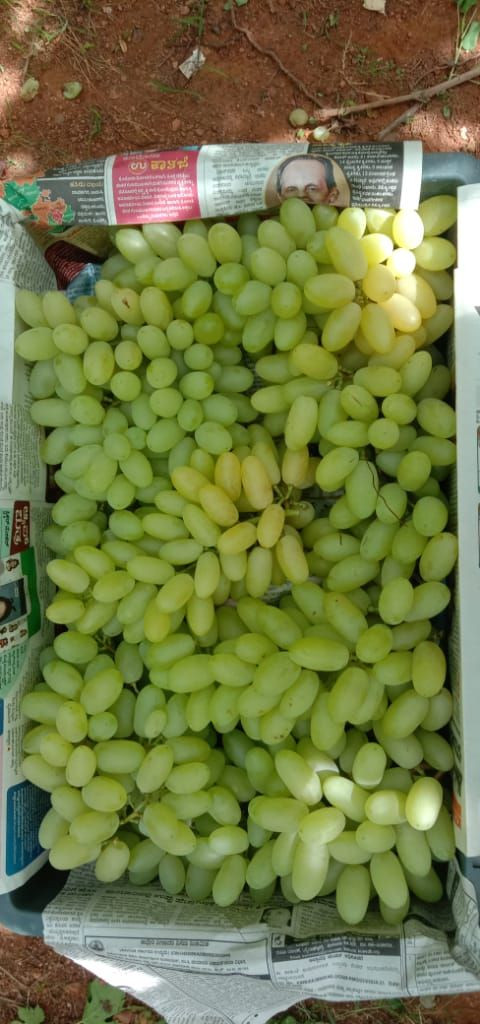 Buy Dilkush Grapes (green Grapes) from J.T.M Grapes wholesalers, India ...