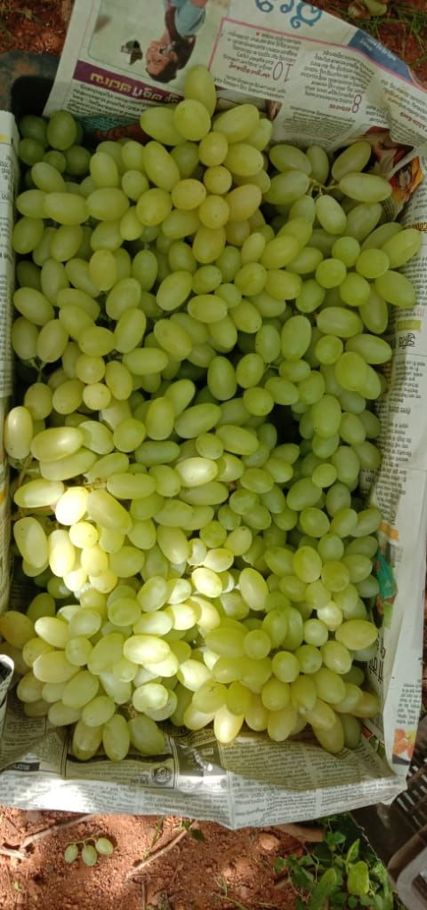 Buy Dilkush Grapes (green Grapes) from J.T.M Grapes wholesalers, India ...
