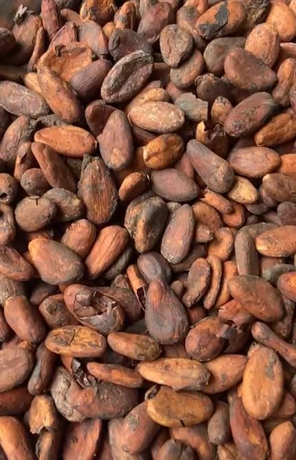 Buy Cocoa Seed, Powder, Sesame, Dry Ginger from GREENLANDERS SOLUTIONS ...