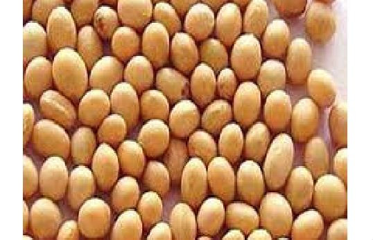 Buy Refined Soyabean Oil from TOUG, Qatar | Tradewheel.com