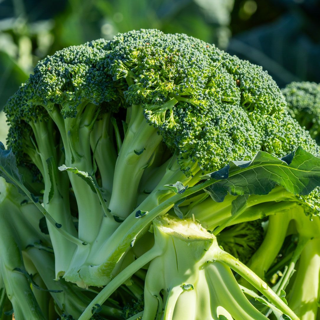 Buy Broccoli Florets from DAVO, Egypt | Tradewheel.com