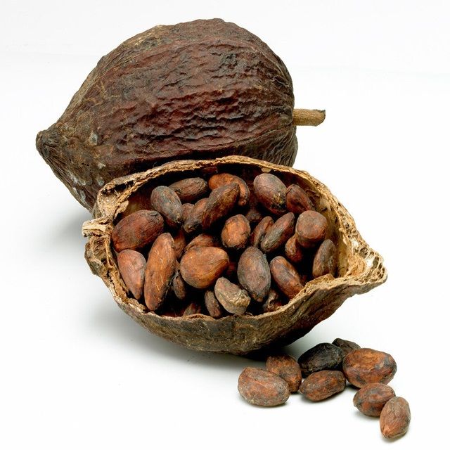 Buy Premium Quality High Cocoa Beans from MILKTECH LTD, United Kingdom ...